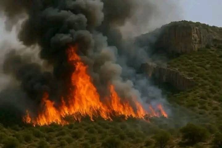 Daalo Mountain Wildfire Ravages Iconic Forest in Somaliland ...